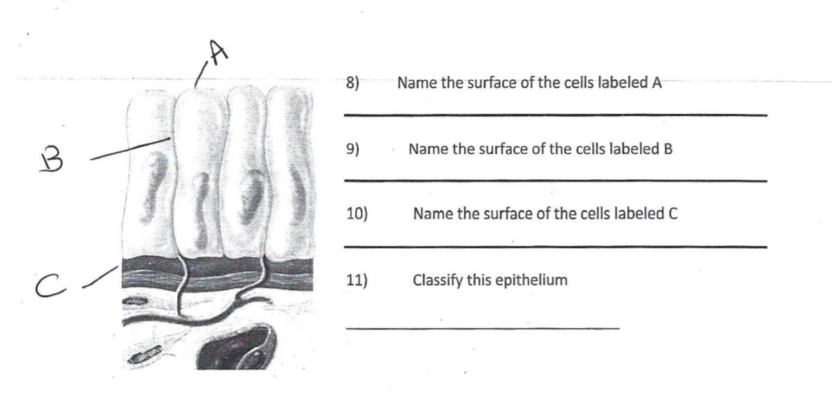 Solved А 8) Name the surface of the cells labeled A 9) Name | Chegg.com
