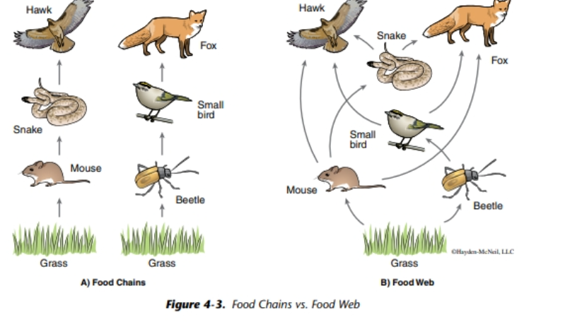 Solved Using the food web in Figure 4-3(B) answer the | Chegg.com