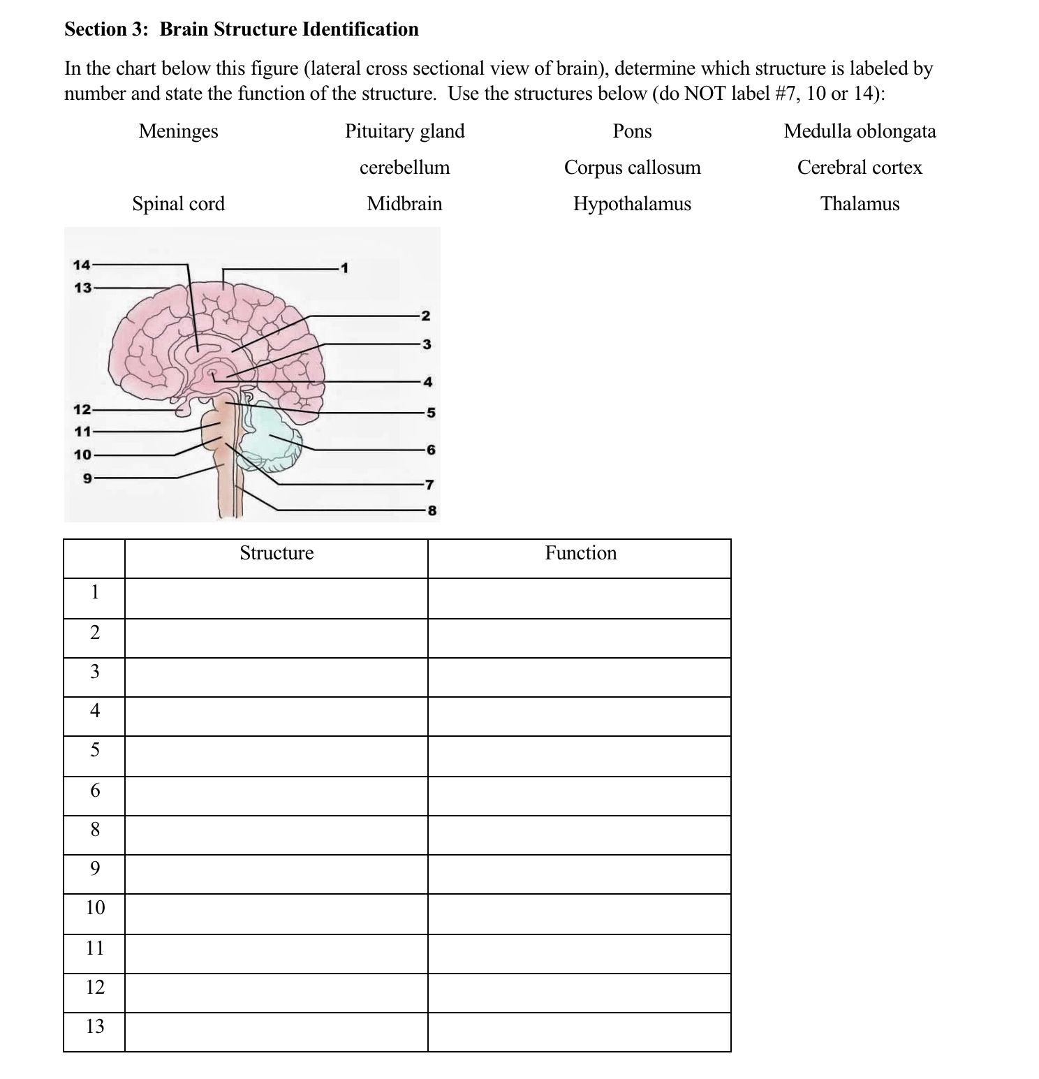 Solved Section 3: Brain Structure Identification In the | Chegg.com