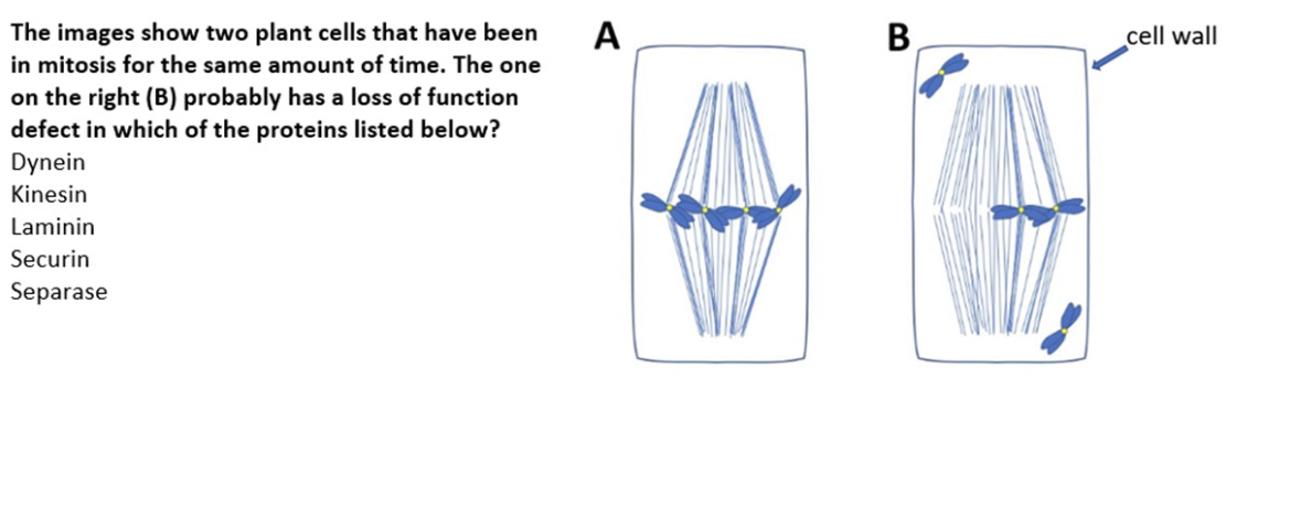 Solved The images show two plant cells that have been in | Chegg.com