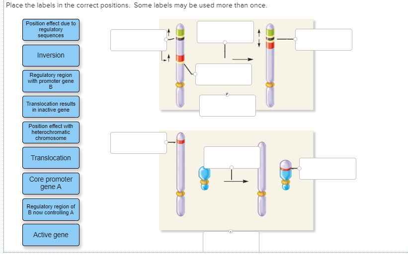 Solved Place the labels in the correct positions. Some | Chegg.com