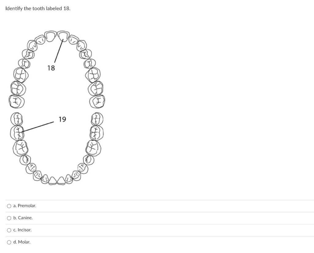 Solved Identify the tooth labeled 18. 18 O 19 O a. Premolar. | Chegg.com