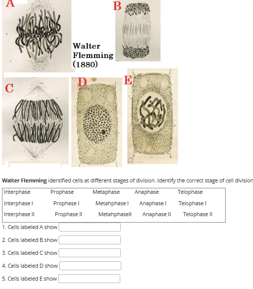 Solved Walter Flemming identified cells at different stages | Chegg.com
