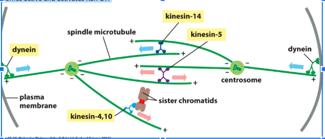 Solved kinesin-14 spindle microtubule kinesin-5 dynein | Chegg.com