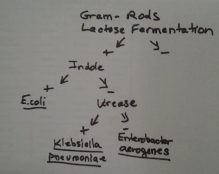 Solved Please make a dichotomous key FLOWCHART for the | Chegg.com