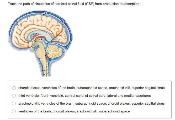 Solved Trace the path of circulation of cerebral spinal | Chegg.com