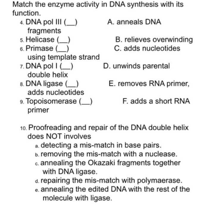 Solved Match the enzyme activity in DNA synthesis with its | Chegg.com