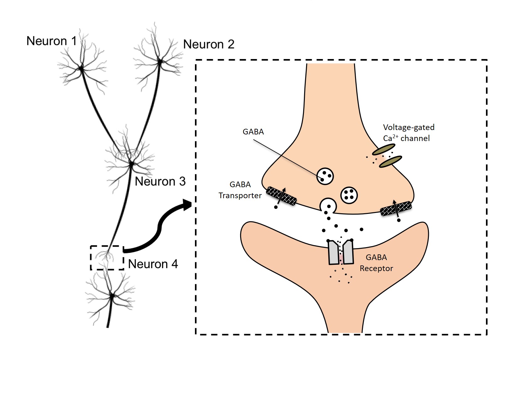Solved The figure below shows a neuronal circuit. Neuron 1 | Chegg.com