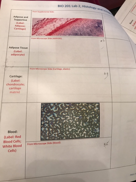 Solved BIO 201 Lab 2, Histology and Integumentary Exercise | Chegg.com Solved BIO 201 Lab 2, Histology and Integumentary Exercise | Chegg.com