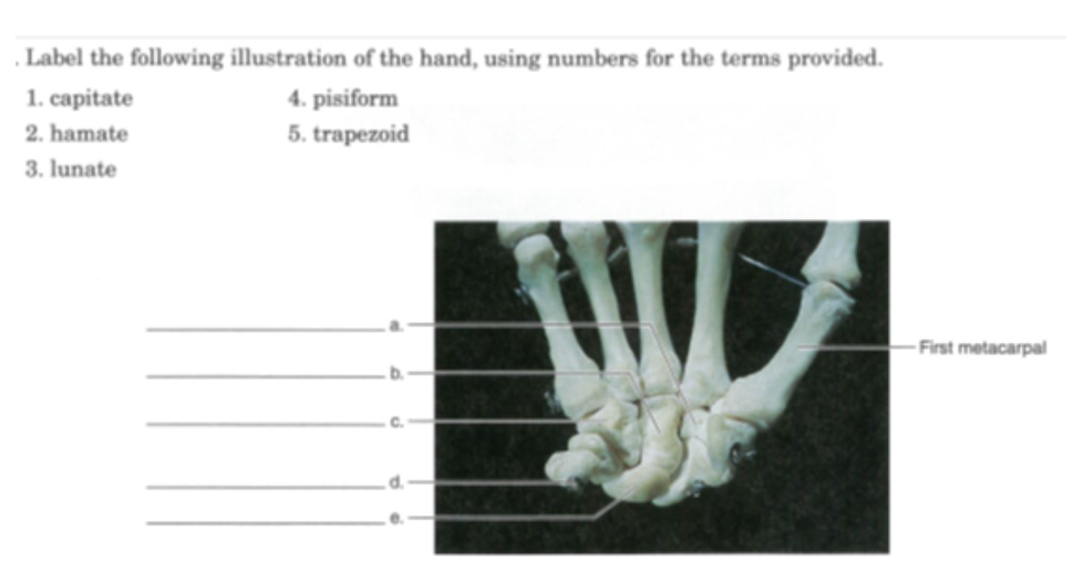 Solved Label the parts of the scapula in the following | Chegg.com