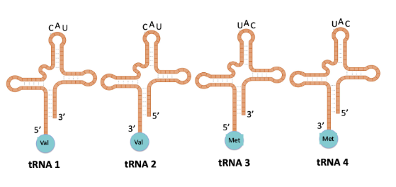 Solved Which of the four clover leaf-shaped tRNA molecules | Chegg.com
