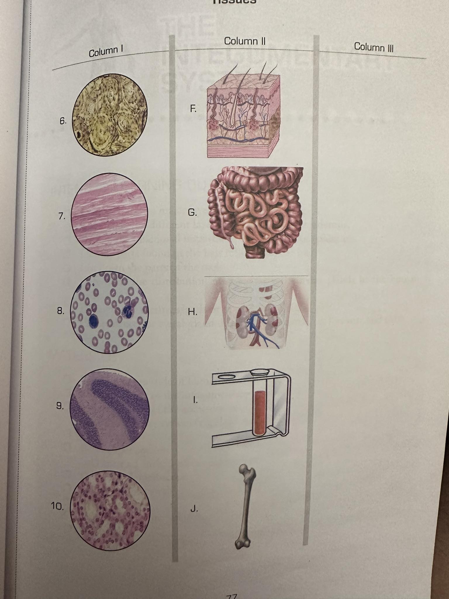 Solved EXERCISE NO. 4 Tissues Column III a. storage of | Chegg.com