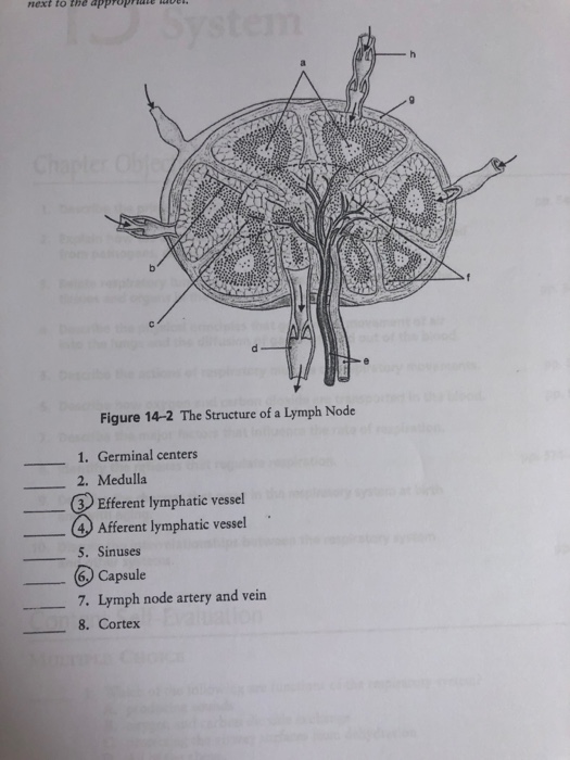 Solved LABELING EXERCISE 14-1 Identify the components of the | Chegg.com