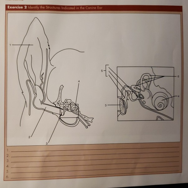 Solved Exercise 2 Identify the Structures indicated in the | Chegg.com