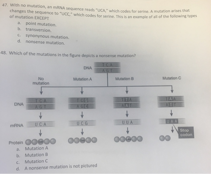Solved 47. With no mutation, an mRNA sequence reads "UCA, " | Chegg.com