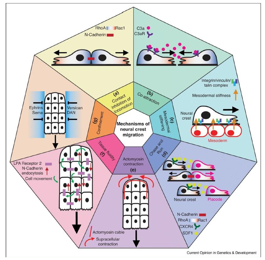 Solved RhoAl Rac1 N-Cadherin C3a C3aR Integrin/vinculin/ | Chegg.com
