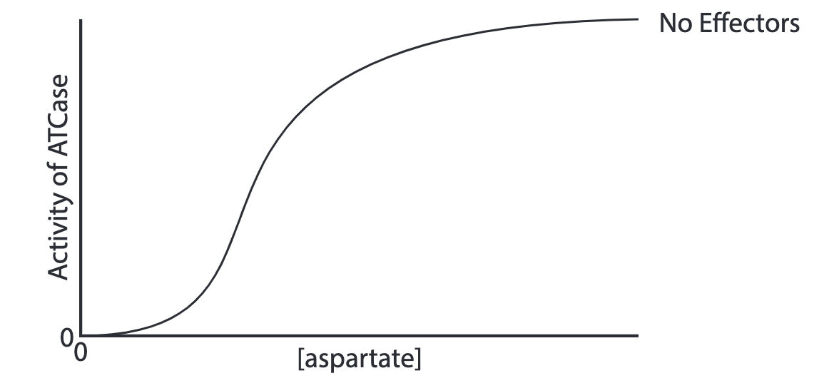 Solved The protein enzyme ATCase catalyzes the first step in | Chegg.com