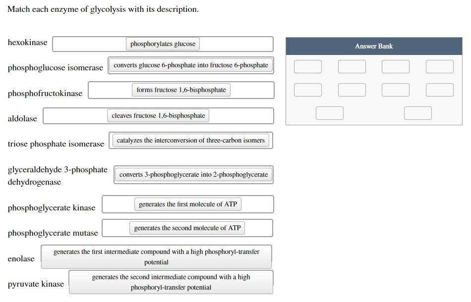 Solved Match each enzyme of glycolysis with its description. | Chegg.com