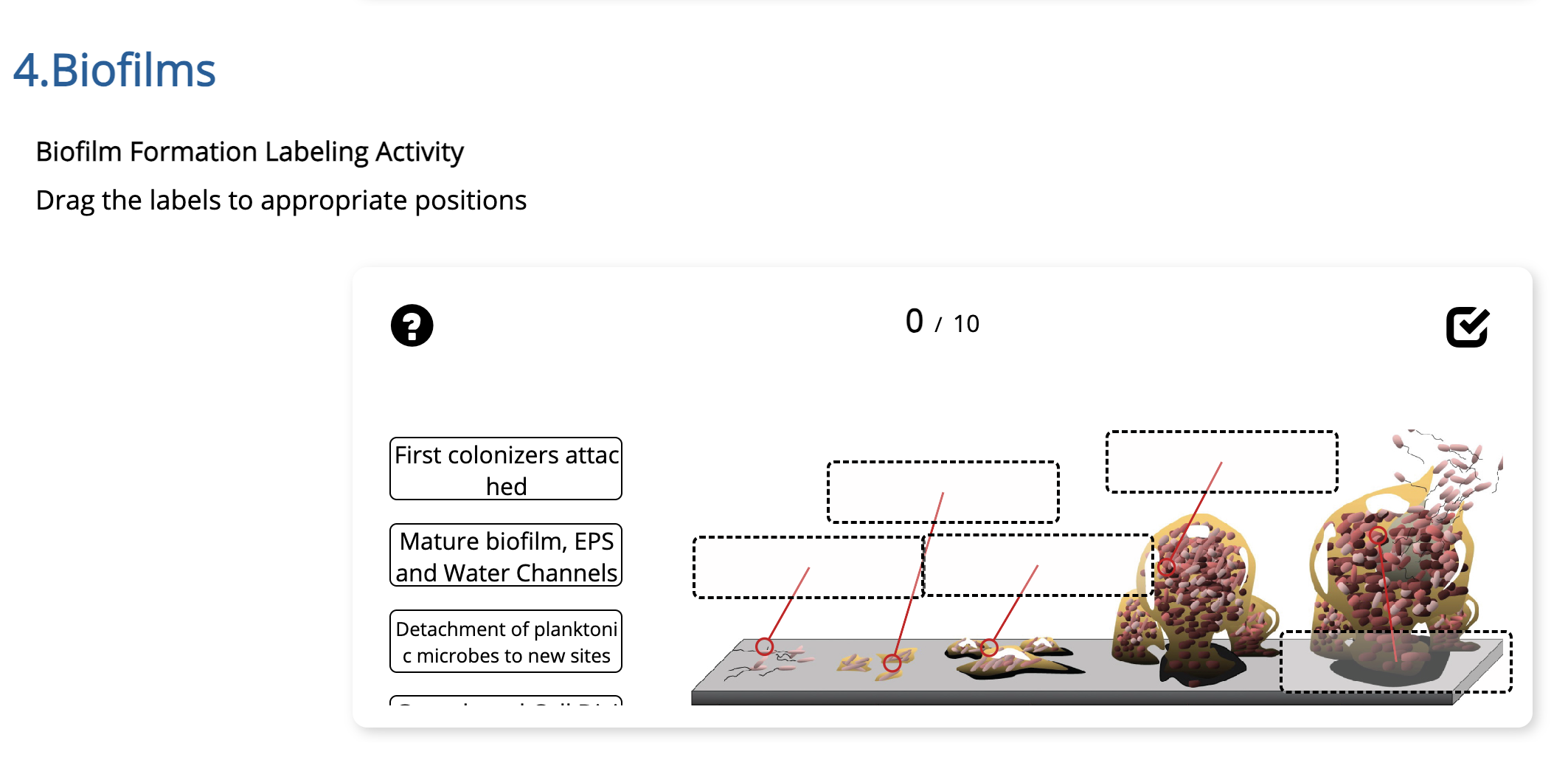 Biofilm Formation Labeling Activity Drag the labels | Chegg.com