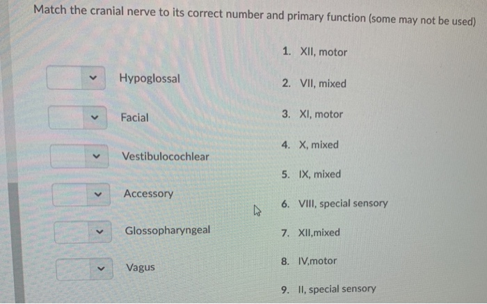 Match the Cranial Nerve Number With Its Name