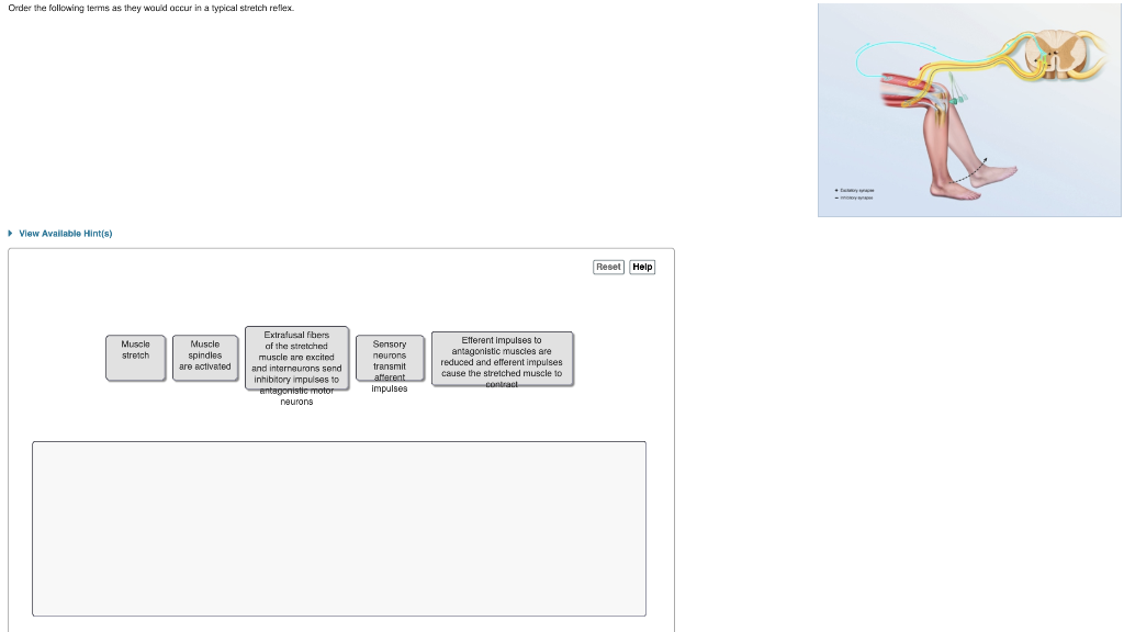 Solved Order the following terms as they would occur in a | Chegg.com