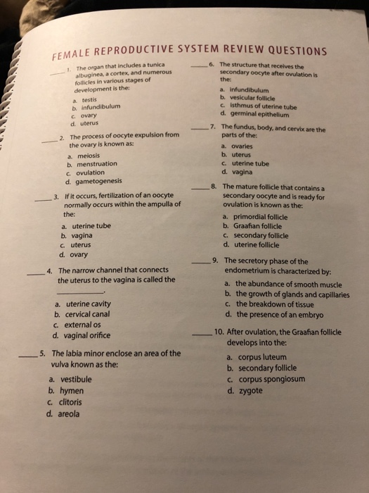 Solved EMALE REPRODUCTIVE SYSTEM REVIEW QUESTIONS The organ | Chegg.com