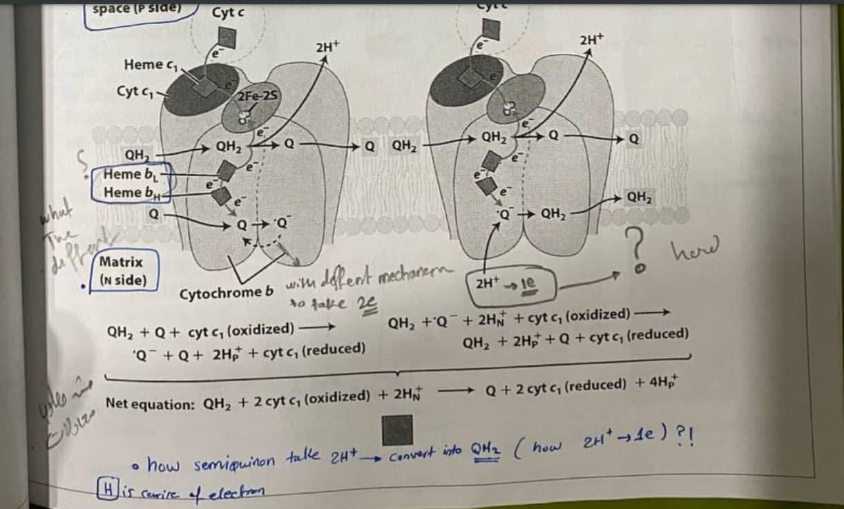 Solved how semiquinone (QH) take 2H+ and convert into QH2 | Chegg.com