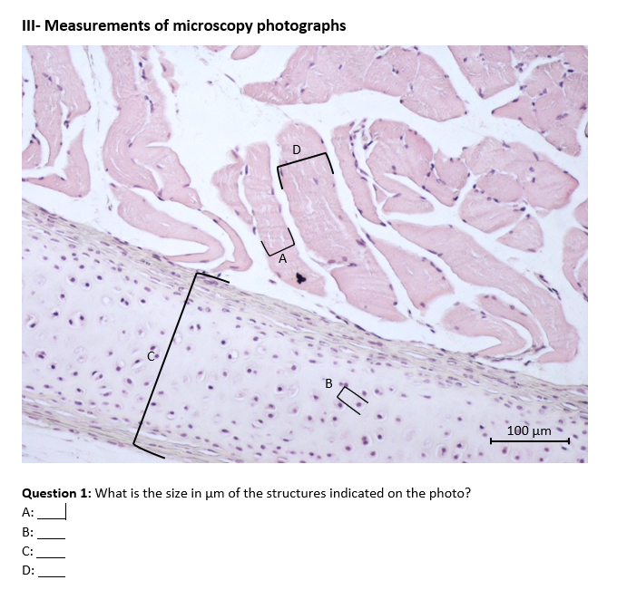 Solved III- Measurements of microscopy photographs А B 100 | Chegg.com