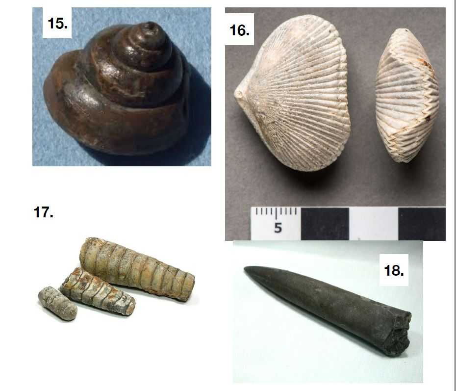 Identify All Fossil Specimens Provided By Your Ins... | Chegg.com