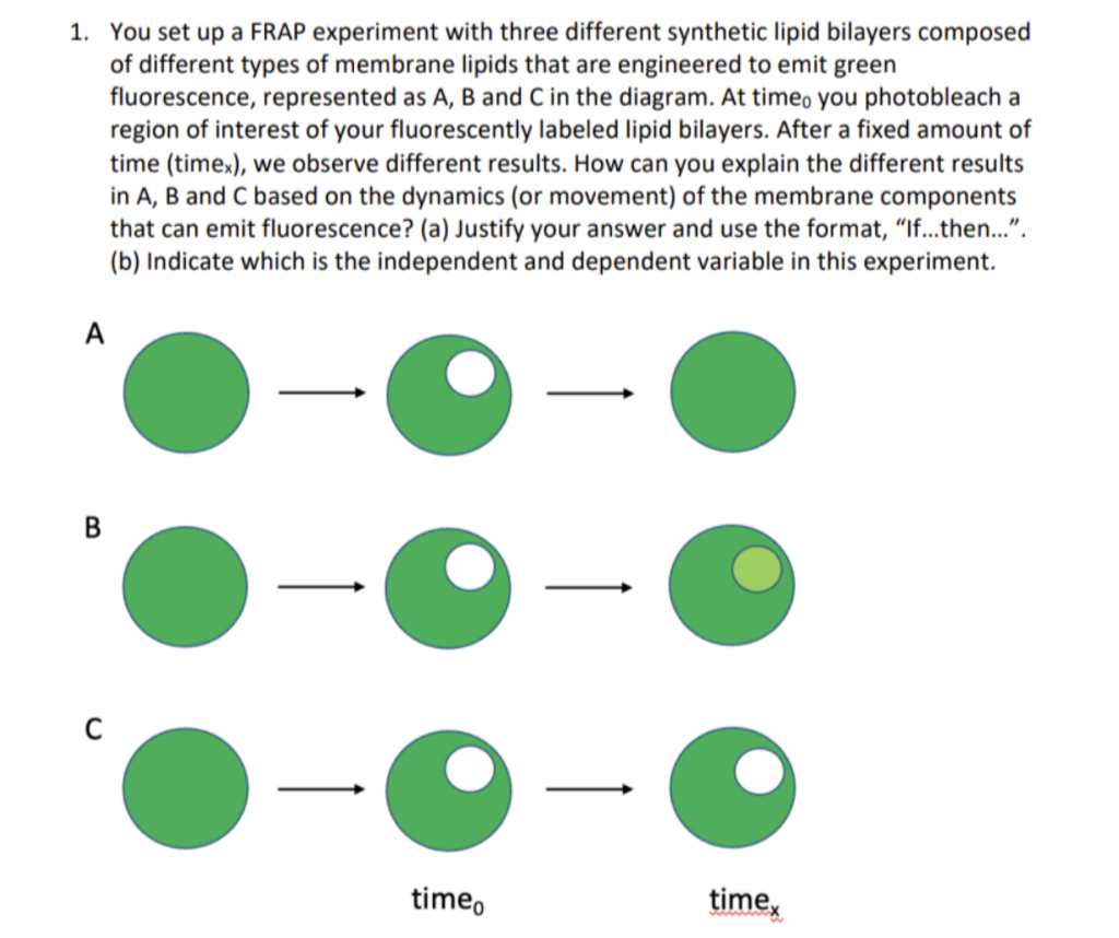 Solved You set up a FRAP experiment with three different | Chegg.com