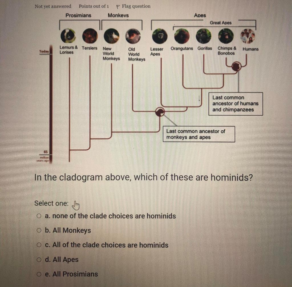 Solved Prosimians Monkeys Apes Great Apes Today Lemurs & | Chegg.com