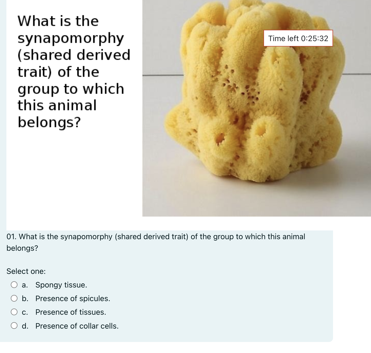 Solved What is the synapomorphy (shared derived trait) of | Chegg.com