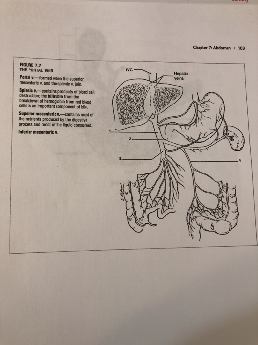 Solved 103 Chapter 7: Abdomen FIGURE 7.7 THE PORTAL VEIN IVC | Chegg.com