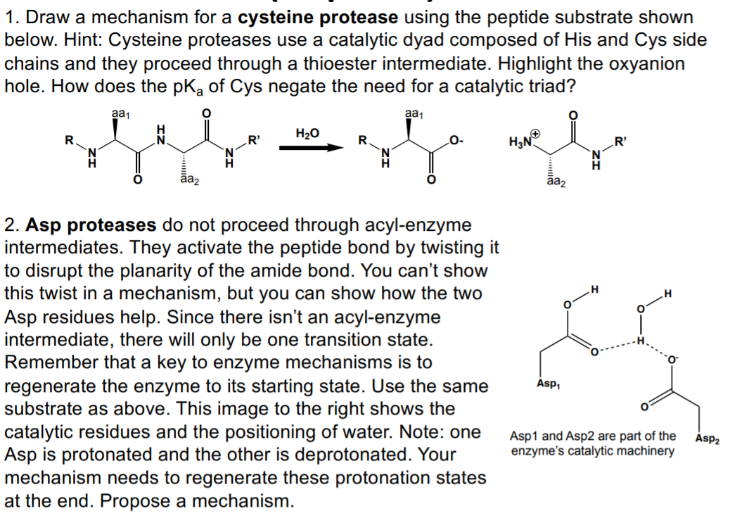 1. Draw a mechanism for a cysteine protease using the | Chegg.com