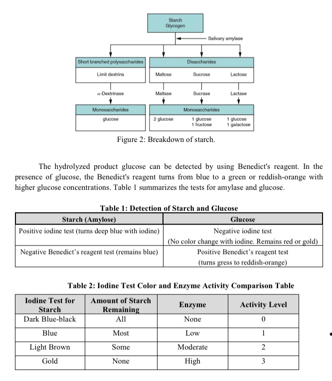 Solved Starch Salivary amylase Short branched Limit dextrins | Chegg.com