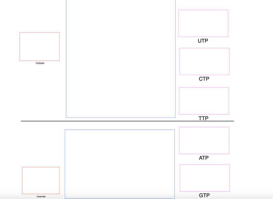 Solved Diagram the process for transforming uridylate into | Chegg.com