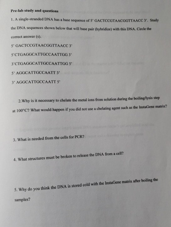 Solved Pre-lab study and questions 1. A single-stranded DNA | Chegg.com