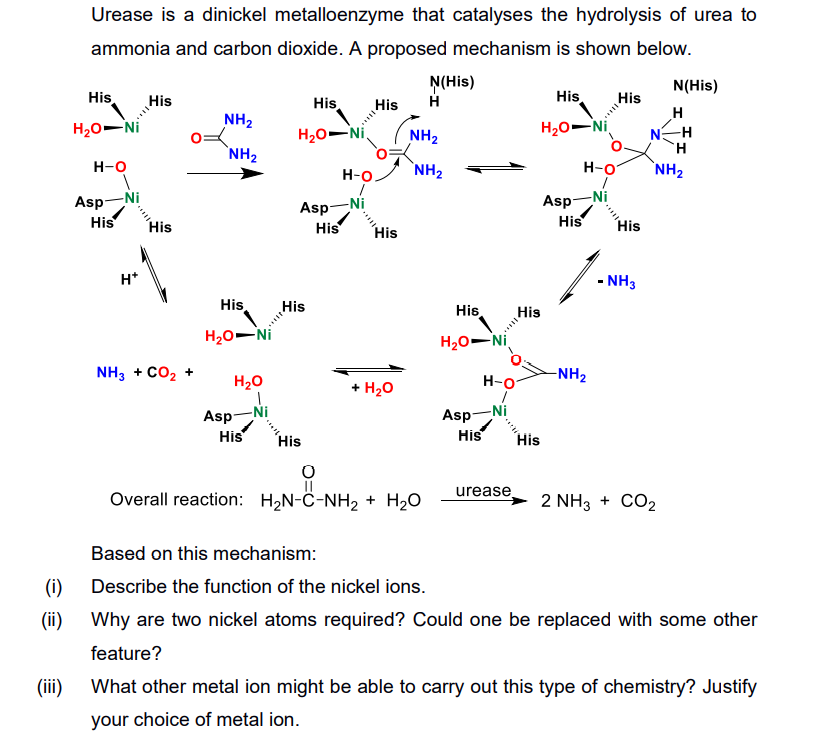 Solved His Urease is a dinickel metalloenzyme that catalyses | Chegg.com