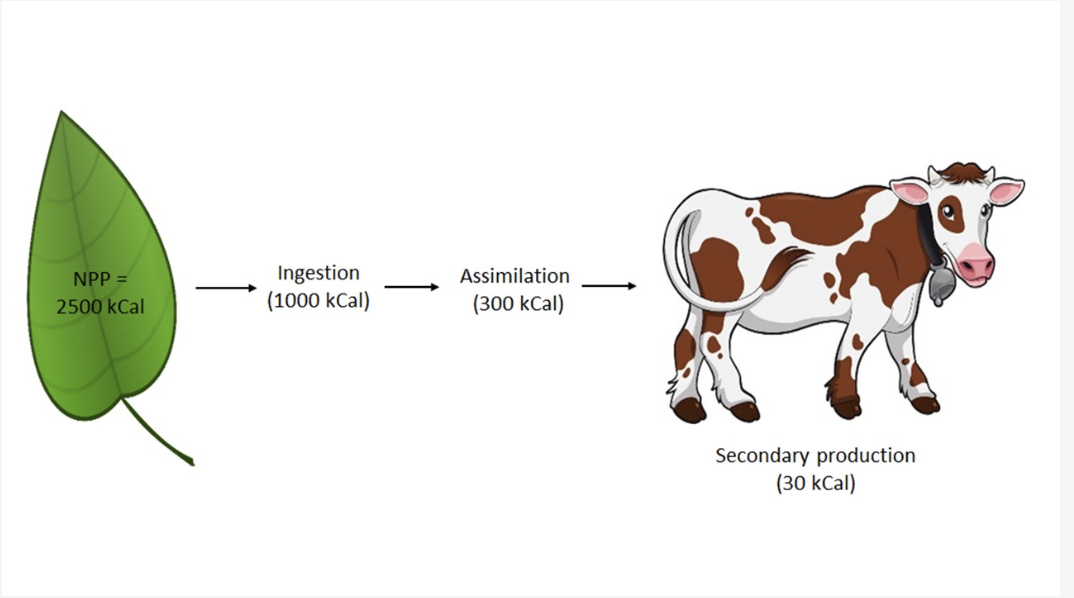 Solved a.) What is the Assimilation efficiency associated | Chegg.com