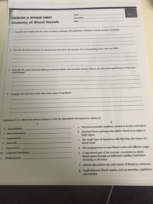 Solved 43 EXERCISE 21 REVIEW SHEET Anatomy of Blood Vessels | Chegg.com
