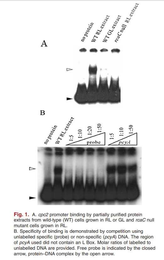 I study a physiological response in cyanobacteria | Chegg.com