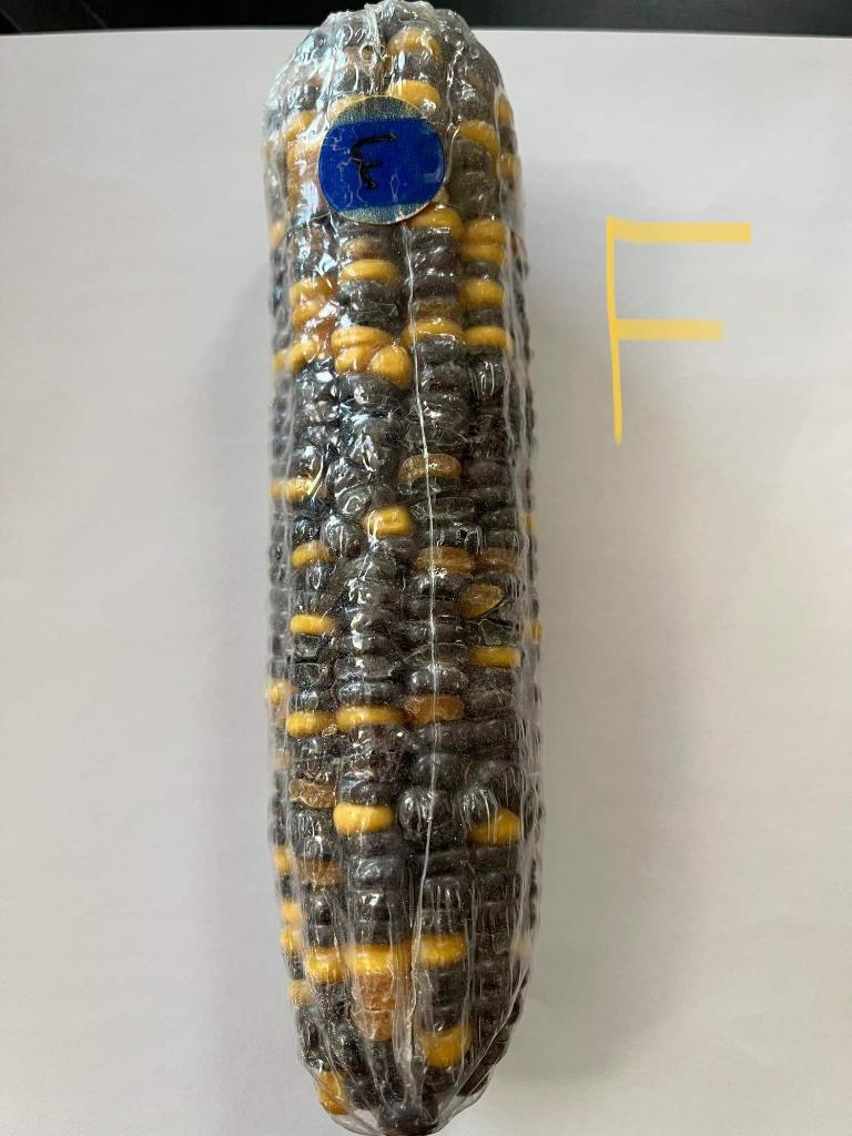 Solved Corn Genetics Corn plants are useful in genetics | Chegg.com