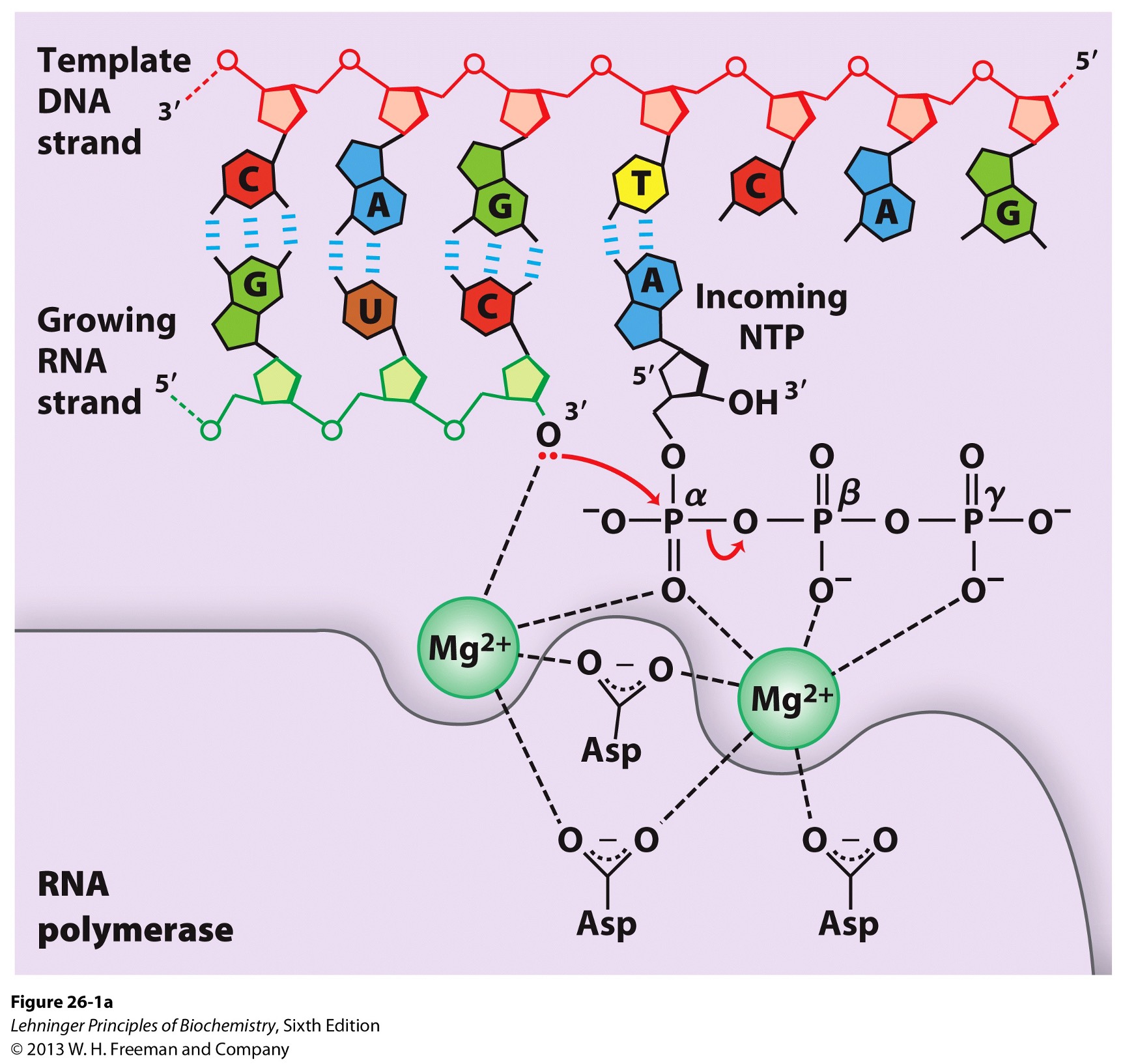 Solved What is the mechanism of action of the RNA | Chegg.com
