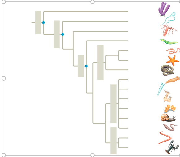 Solved Which of the end groups represents the most basal | Chegg.com
