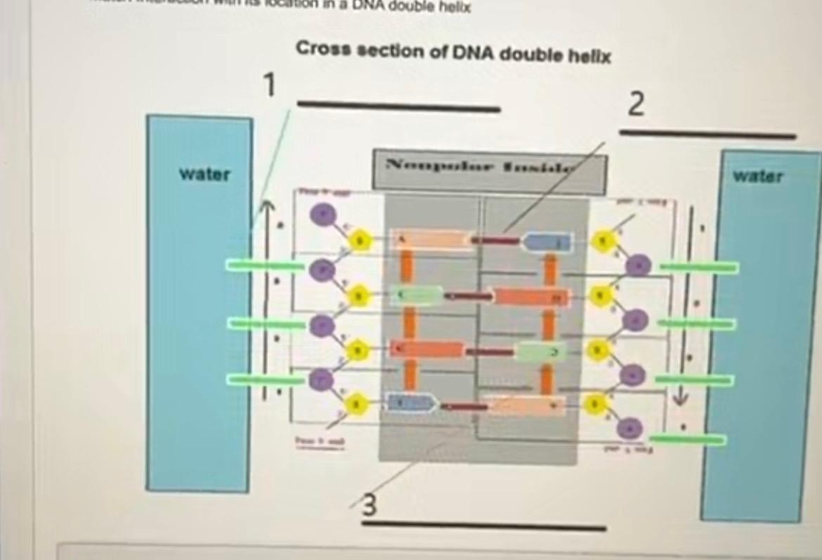 Solved double helix Cross section of DNA double helix 1 2 | Chegg.com