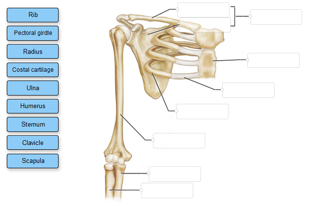 Pectoral Girdle Anatomy Diagram Spiral Notebook Ubicaciondepersonas 