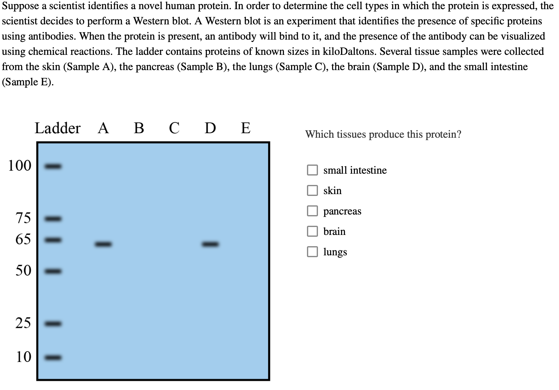 Solved Suppose a scientist identifies a novel human protein. | Chegg.com