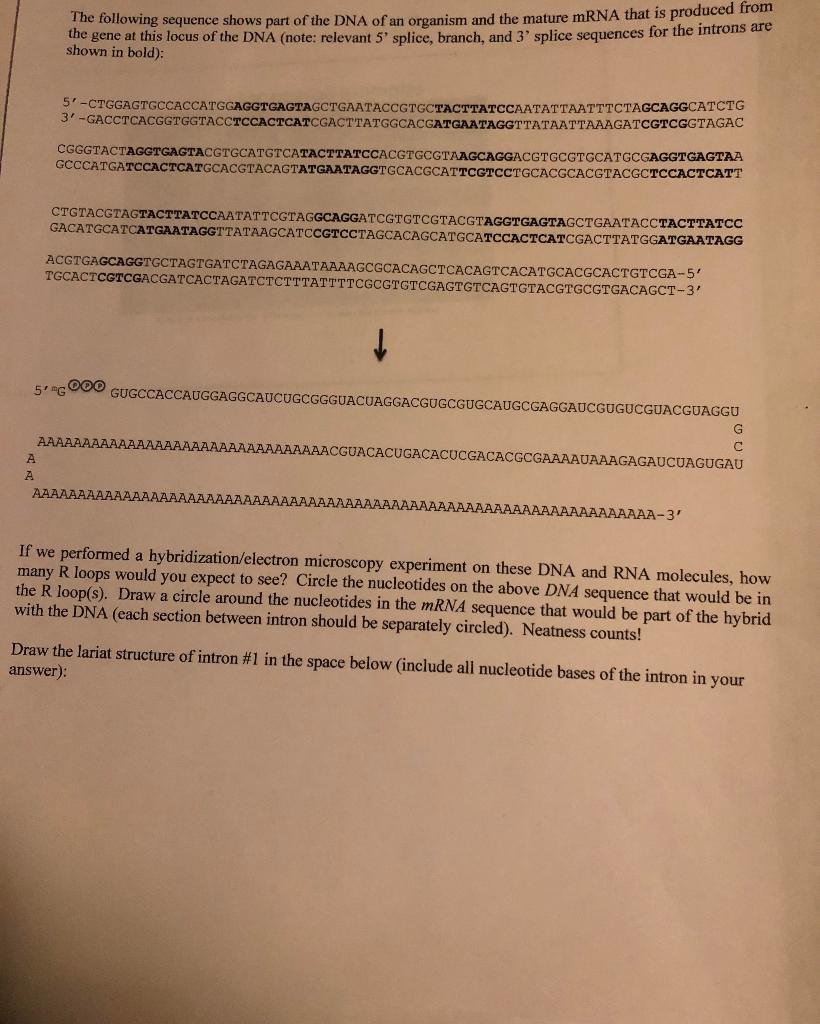 Solved The following sequence shows part of the DNA of an | Chegg.com