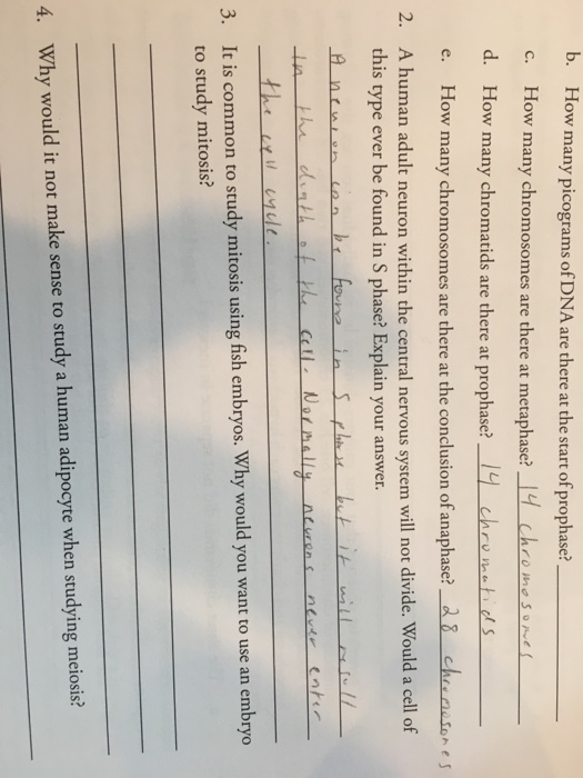Solved b. How many picograms of DNA are there at the start | Chegg.com