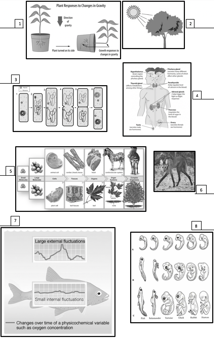 Solved Which of the 8 properties of life is illustrated in | Chegg.com